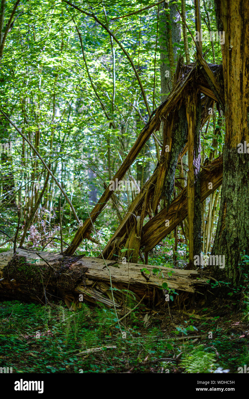 old dry broken tree trunks and stomps in forest summer sunny day Stock ...