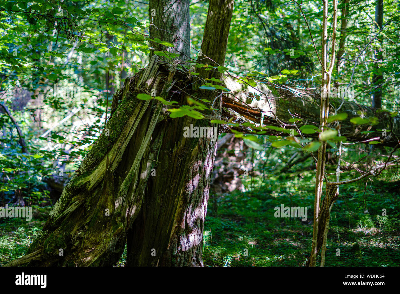 old dry broken tree trunks and stomps in forest summer sunny day Stock ...
