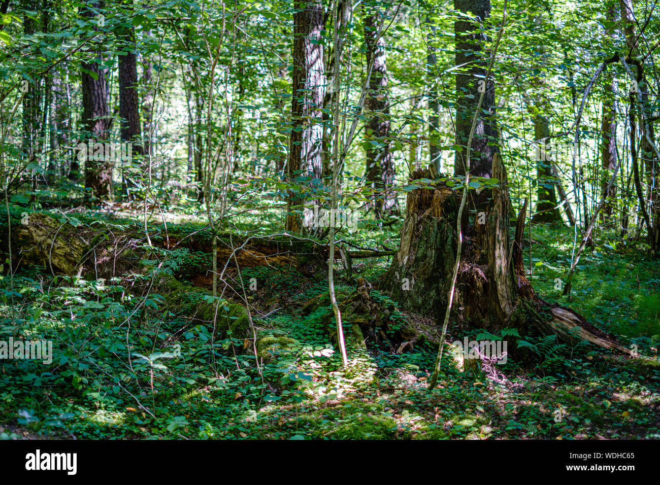 old dry broken tree trunks and stomps in forest summer sunny day Stock ...