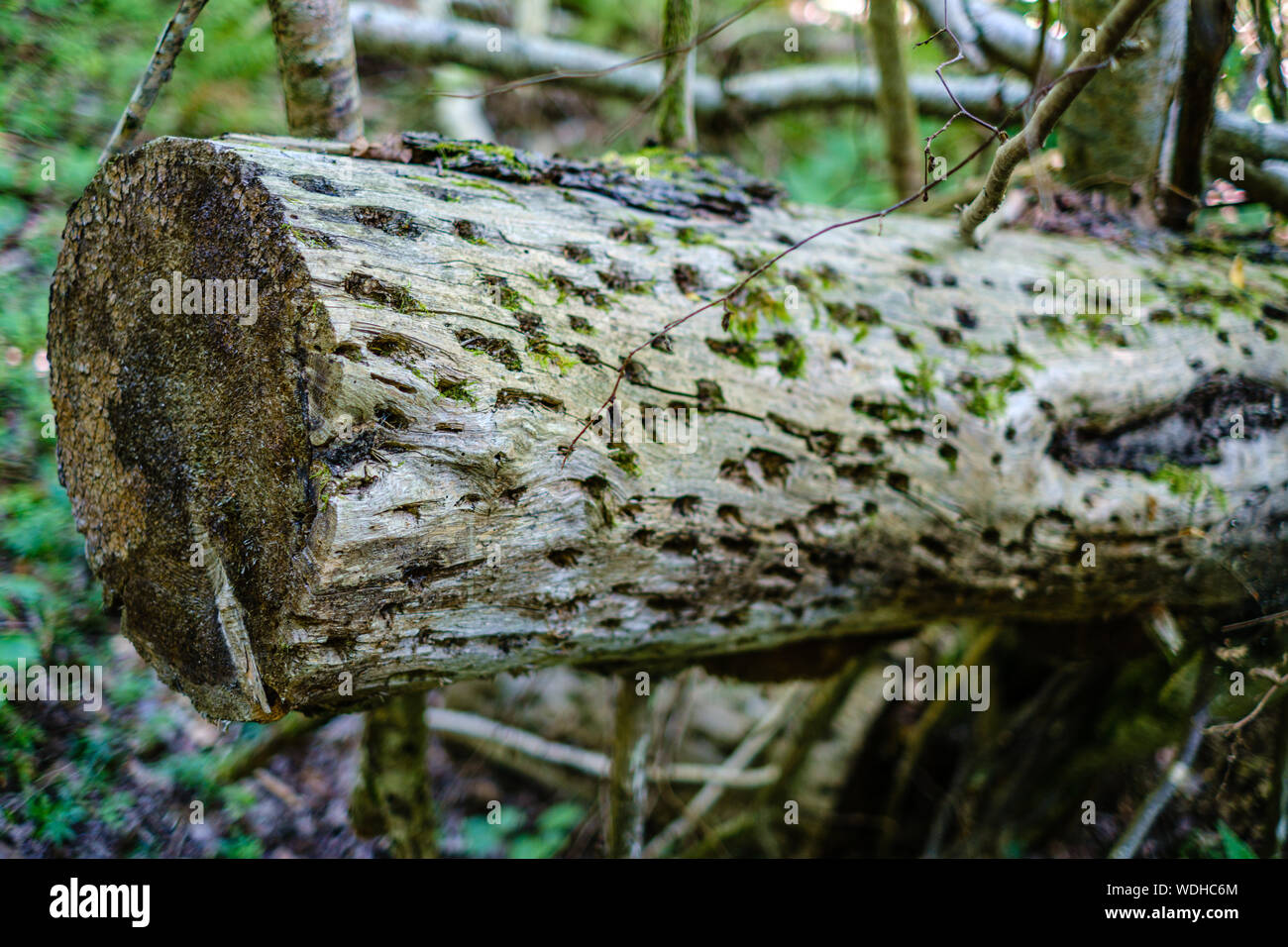 old dry broken tree trunks and stomps in forest summer sunny day Stock ...