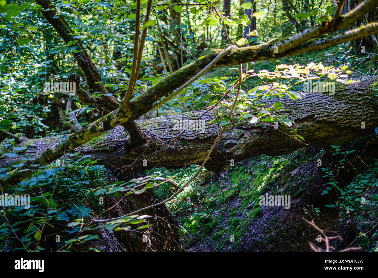 old dry broken tree trunks and stomps in forest summer sunny day Stock ...
