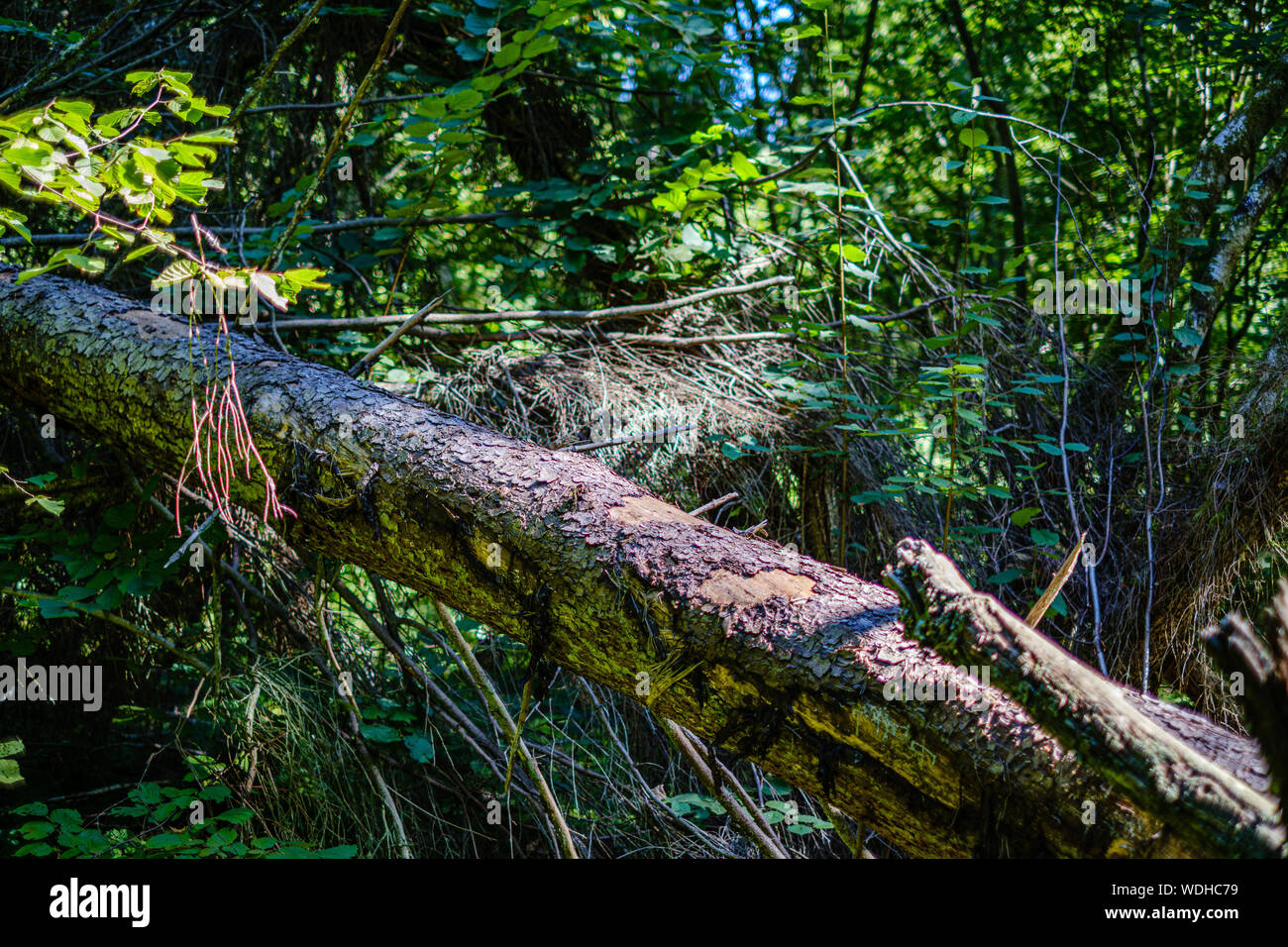 old dry broken tree trunks and stomps in forest summer sunny day Stock ...