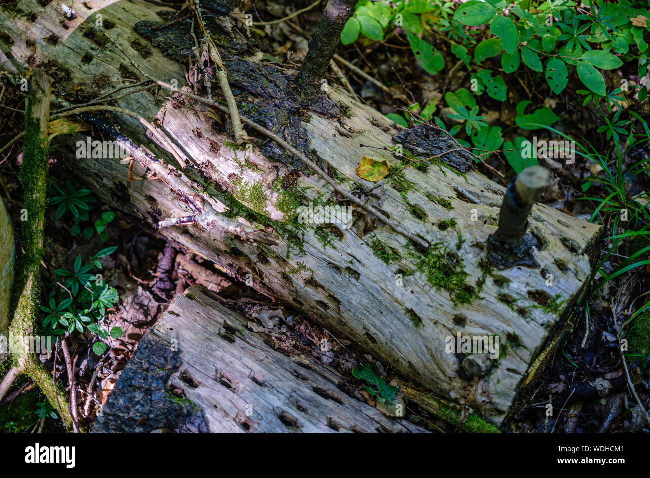 old dry broken tree trunks and stomps in forest summer sunny day Stock ...