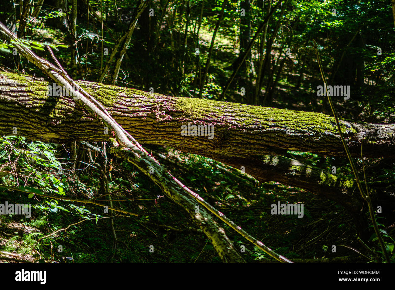 old dry broken tree trunks and stomps in forest summer sunny day Stock ...
