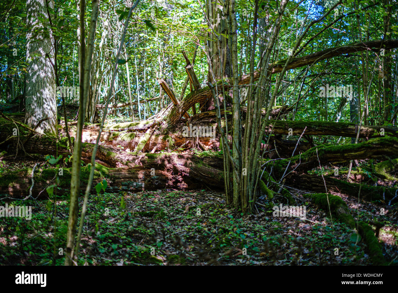 old dry broken tree trunks and stomps in forest summer sunny day Stock ...