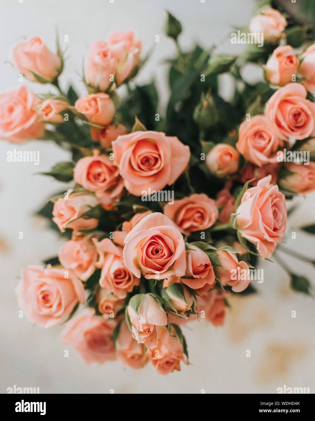 Peach Roses High Resolution Stock Photography and Images - Alamy