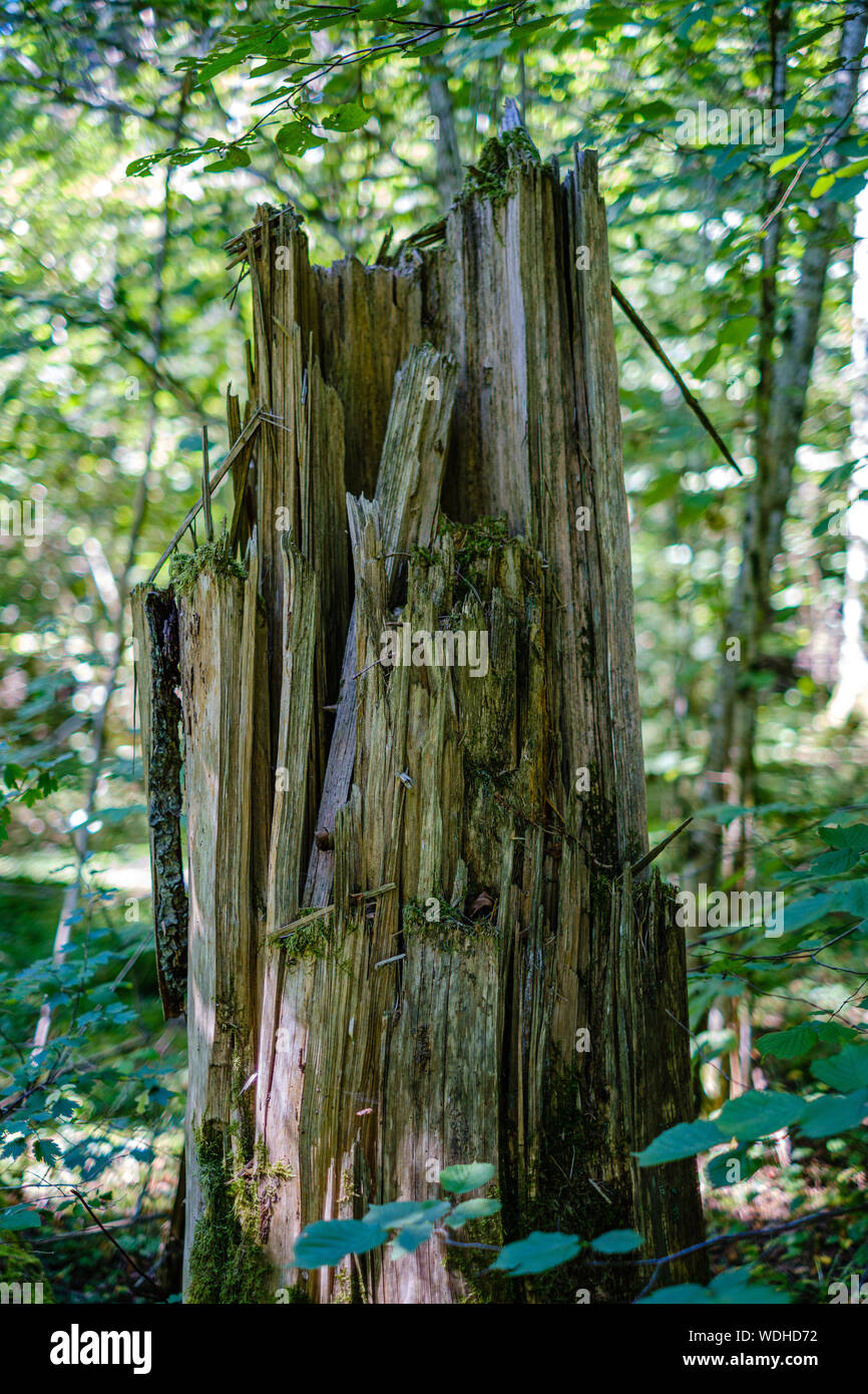 old dry broken tree trunks and stomps in forest summer sunny day Stock ...