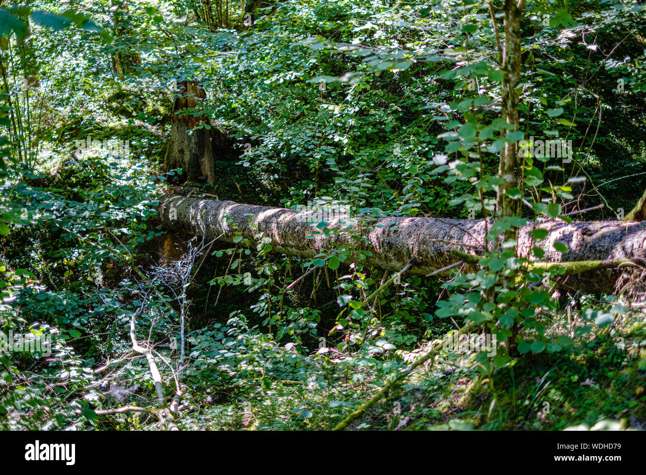 old dry broken tree trunks and stomps in forest summer sunny day Stock ...