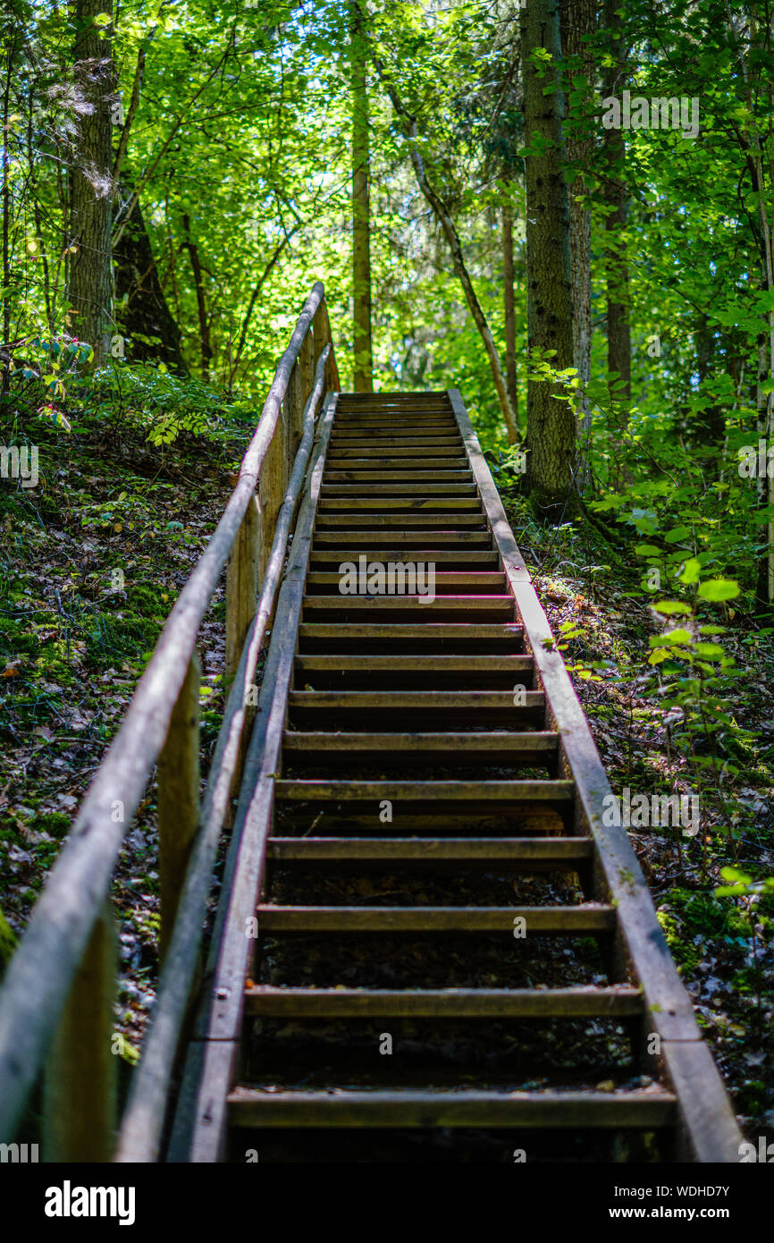 wooden stairs in summer green forest. tourist hiking trail Stock Photo ...
