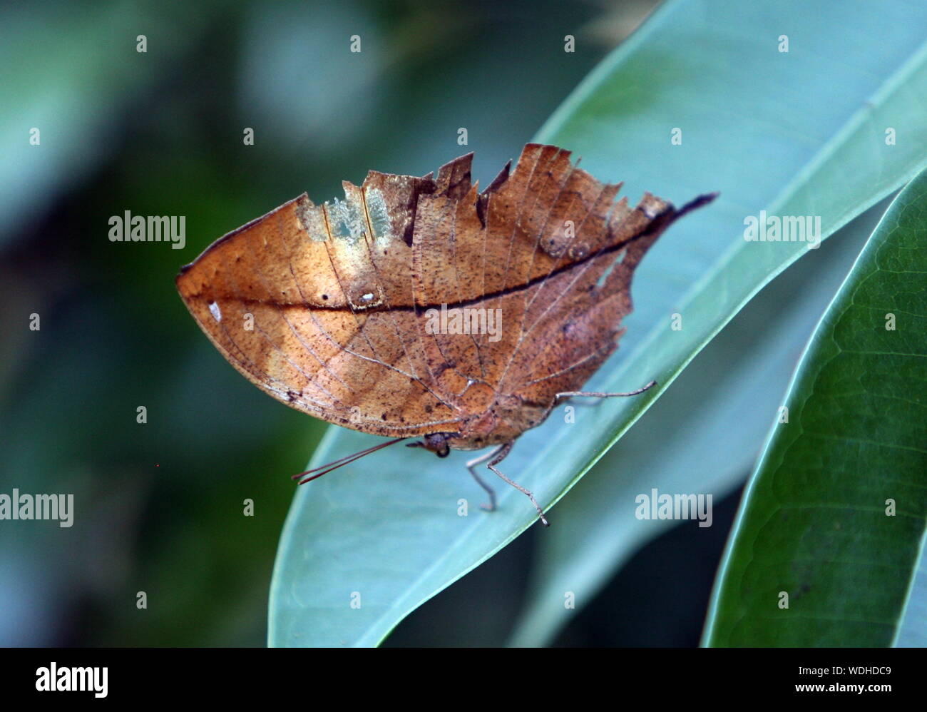 Brown color insect hi-res stock photography and images - Alamy