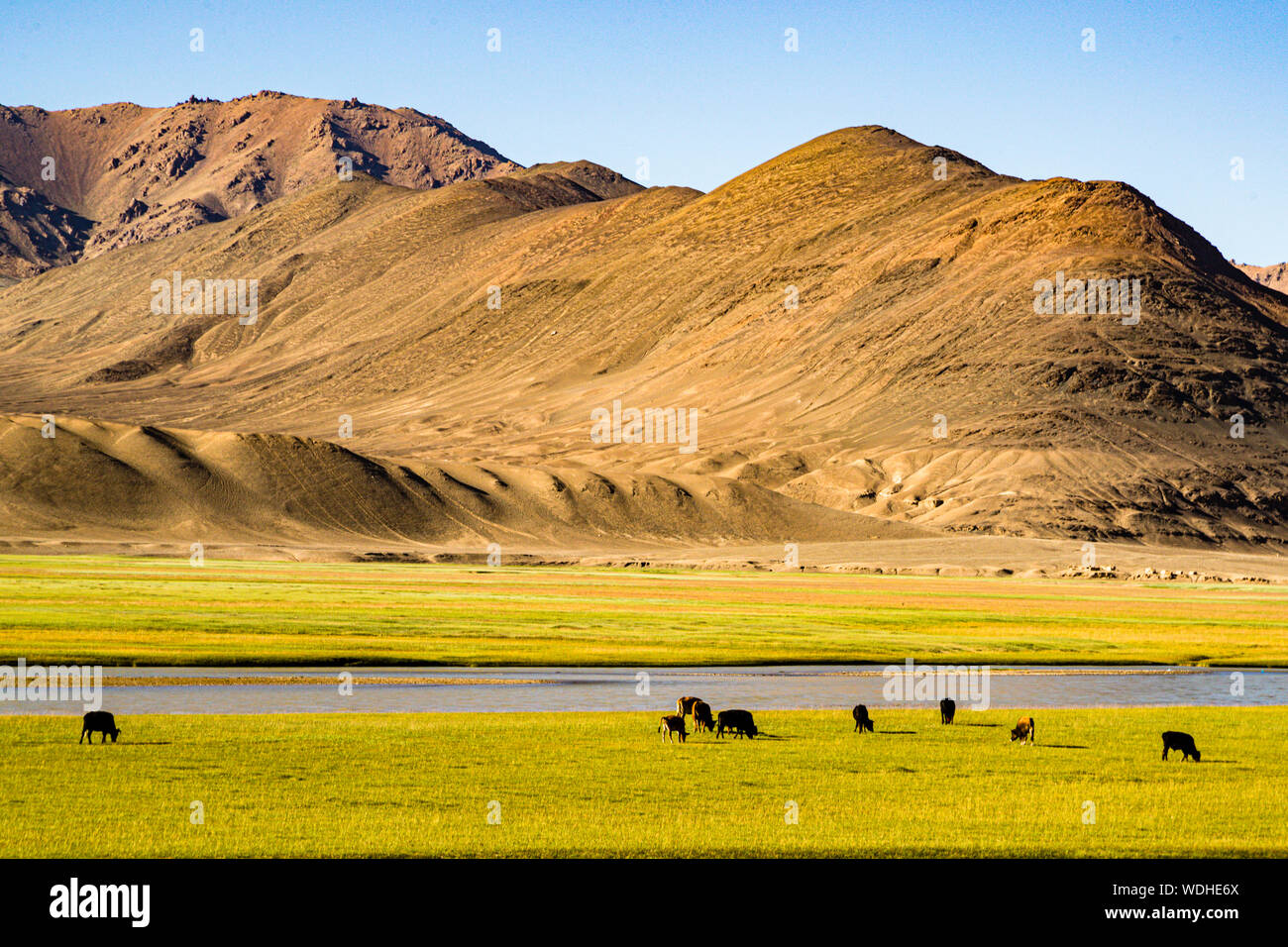 Flock of cows on the Silk Road in Murghob District, Tajikistan Stock ...