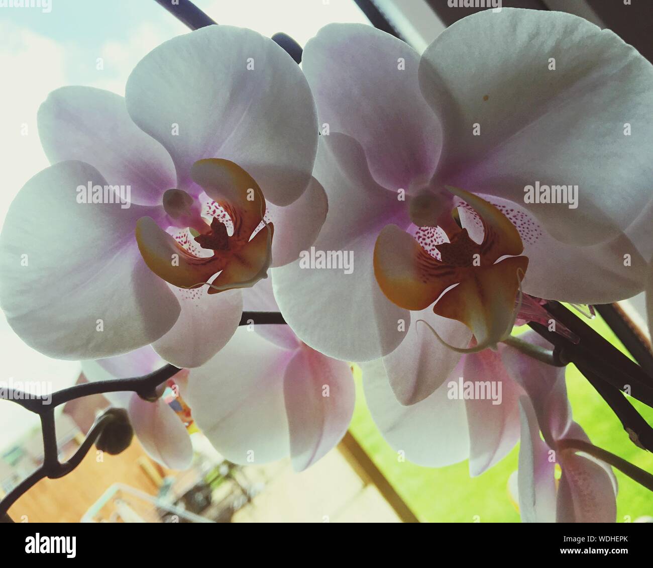 Orchids growing hi-res stock photography and images - Alamy