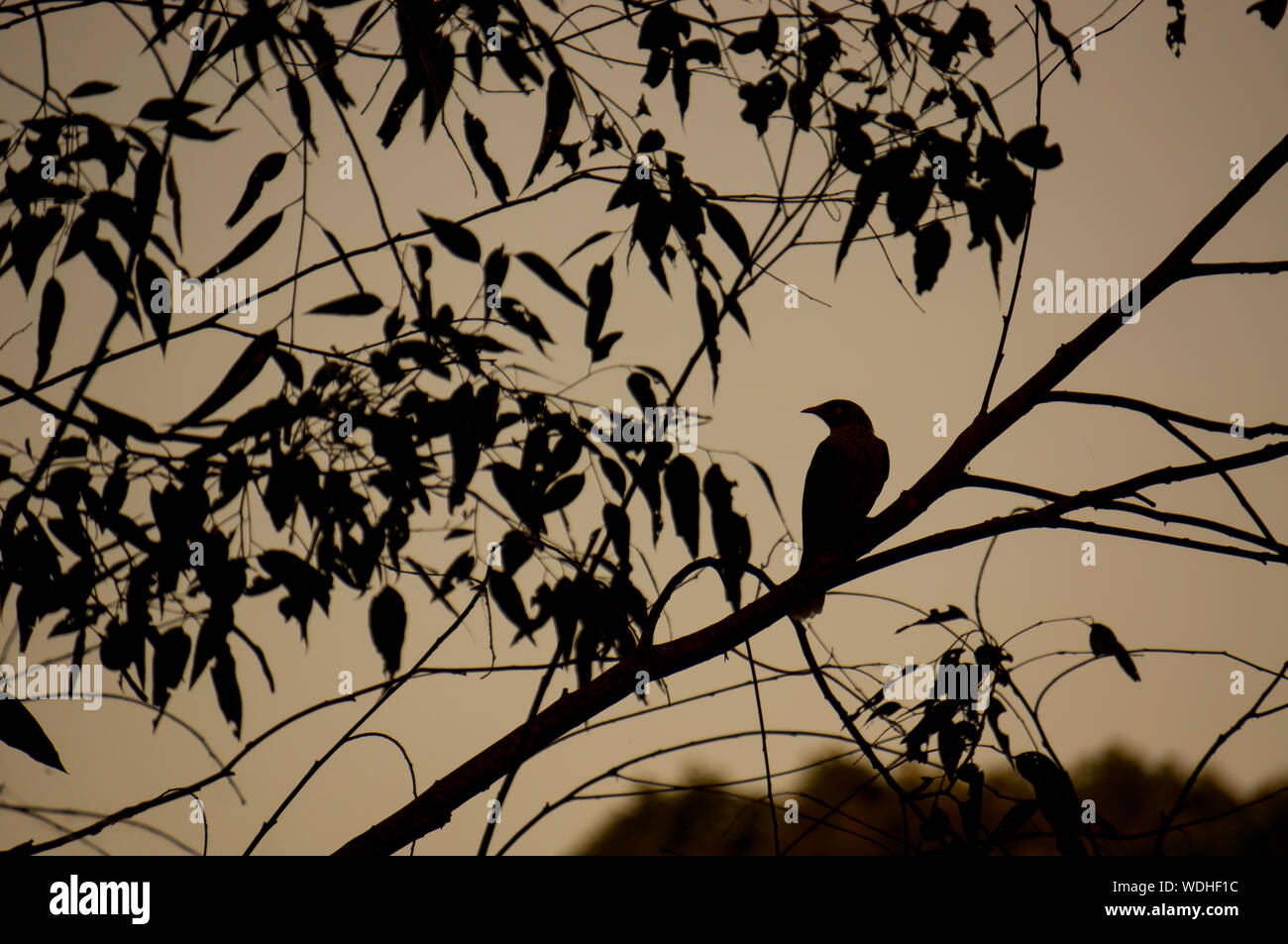 Tree branch sunset hi-res stock photography and images - Alamy