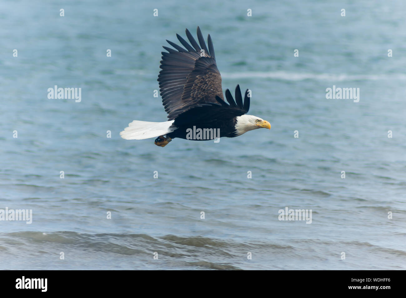 Bald eagle flying over water hi-res stock photography and images - Alamy