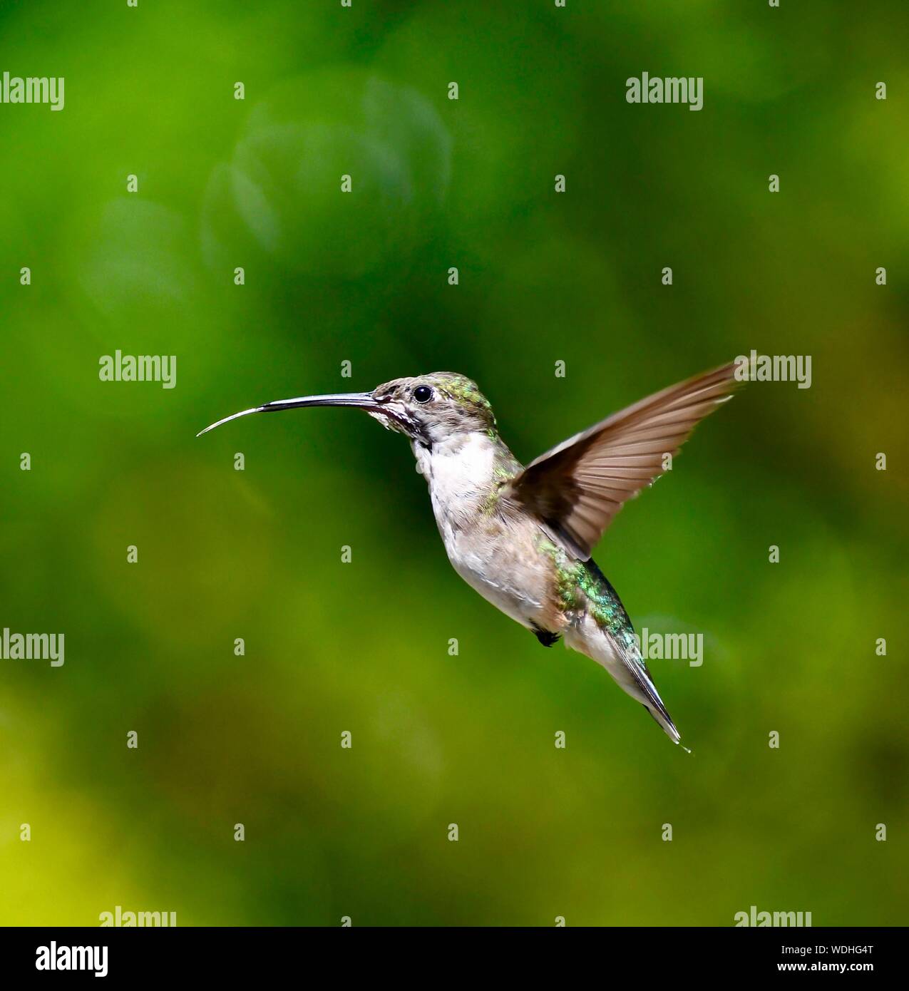 flying hummingbird, hummer Stock Photo - Alamy
