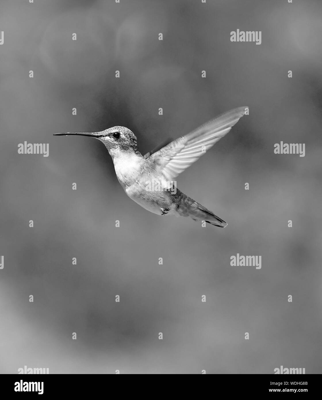 Hummer bird hi-res stock photography and images - Alamy