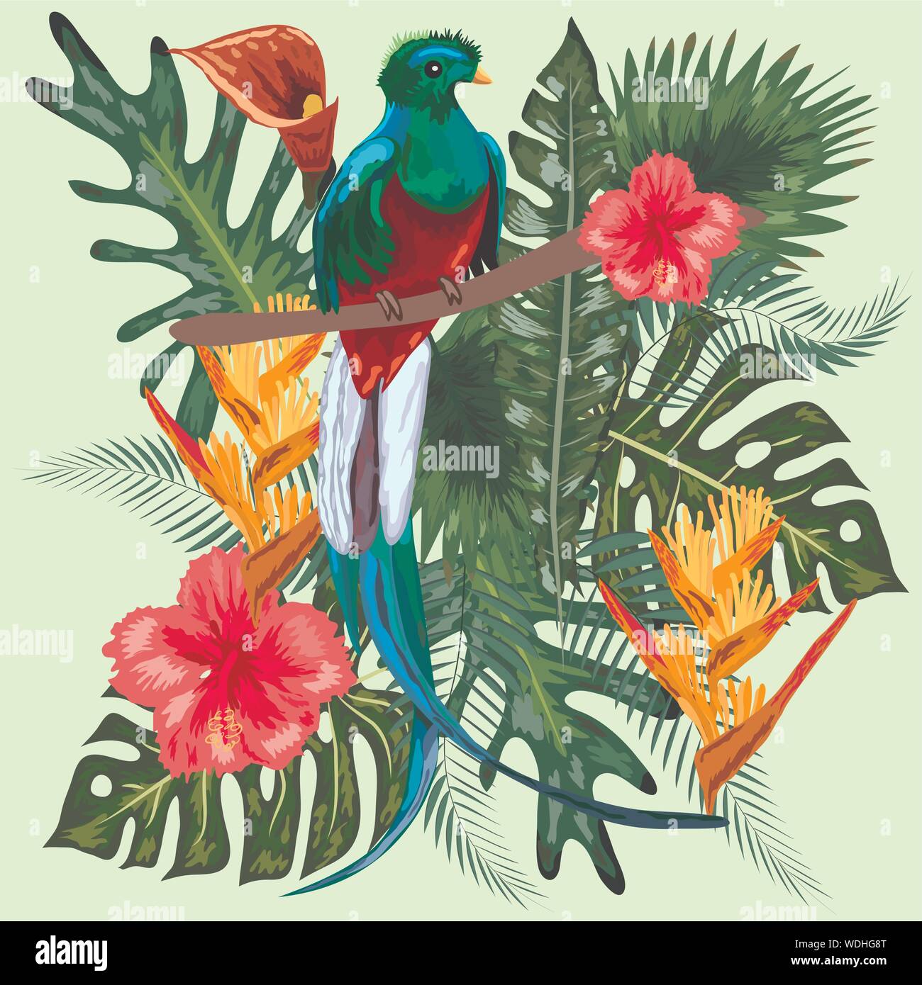 Central american resplendent quetzal Stock Vector Images - Alamy