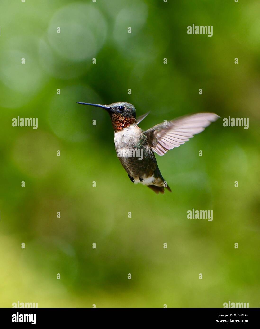 flying hummingbird, hummer Stock Photo - Alamy