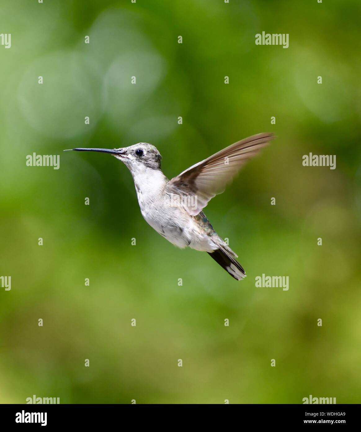 flying hummingbird, hummer Stock Photo - Alamy