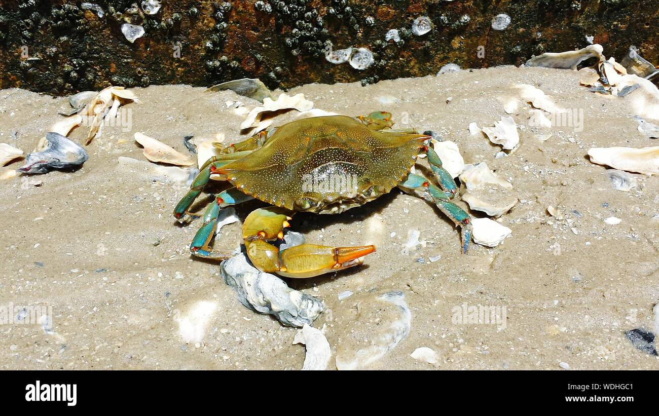 Blue crab hi-res stock photography and images - Alamy