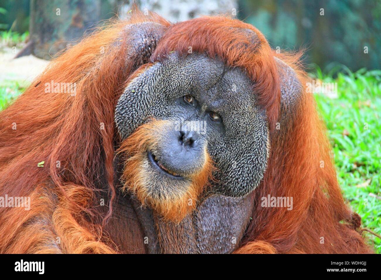 Close up of ape hi-res stock photography and images - Alamy