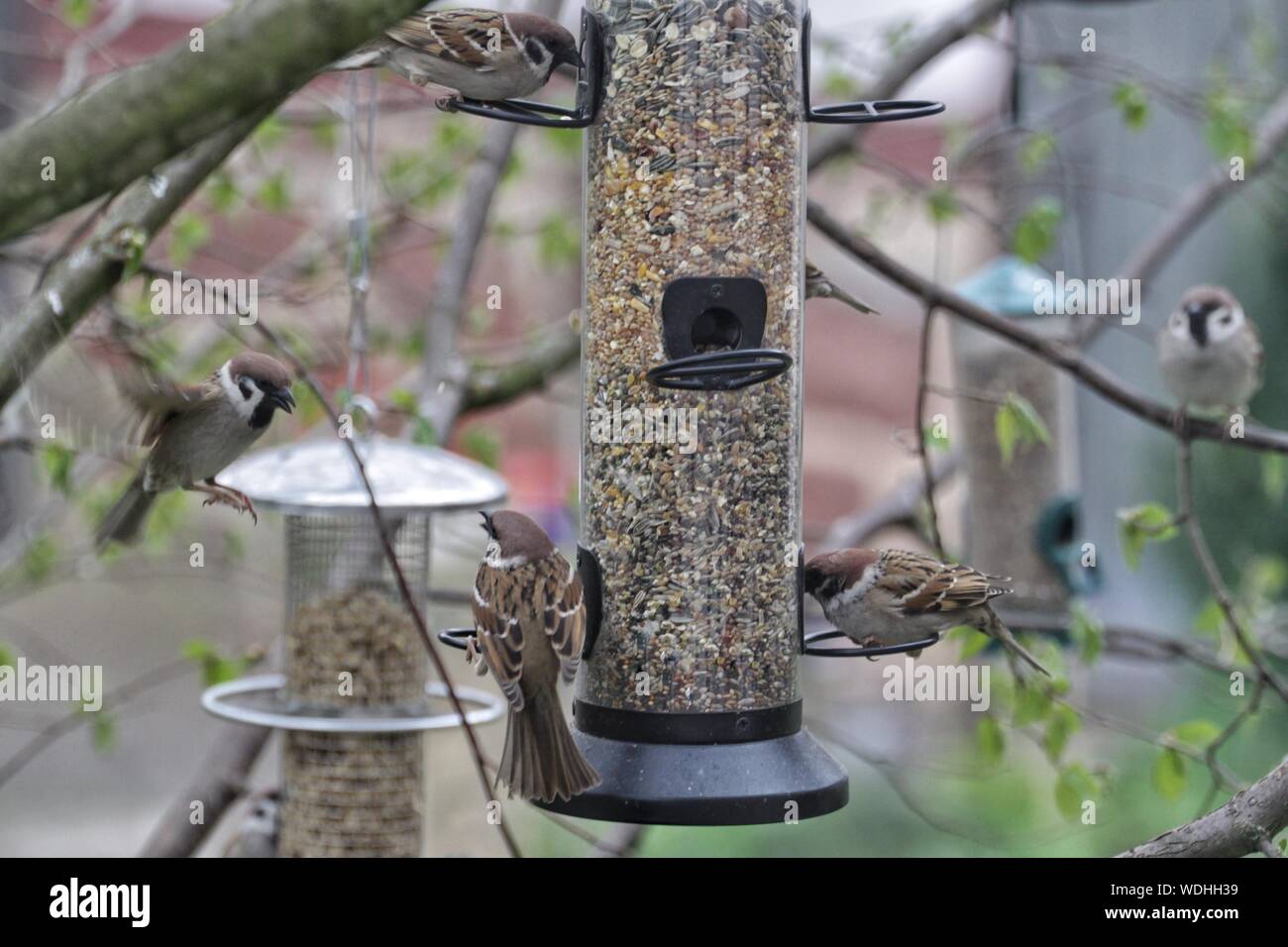 Tree sparrow bird feeder hi-res stock photography and images - Alamy