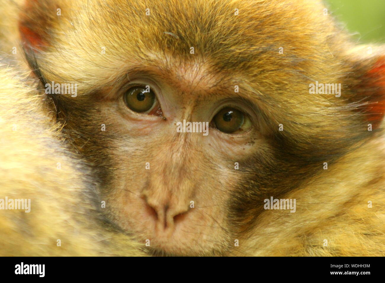 Monkey snout hi-res stock photography and images - Alamy
