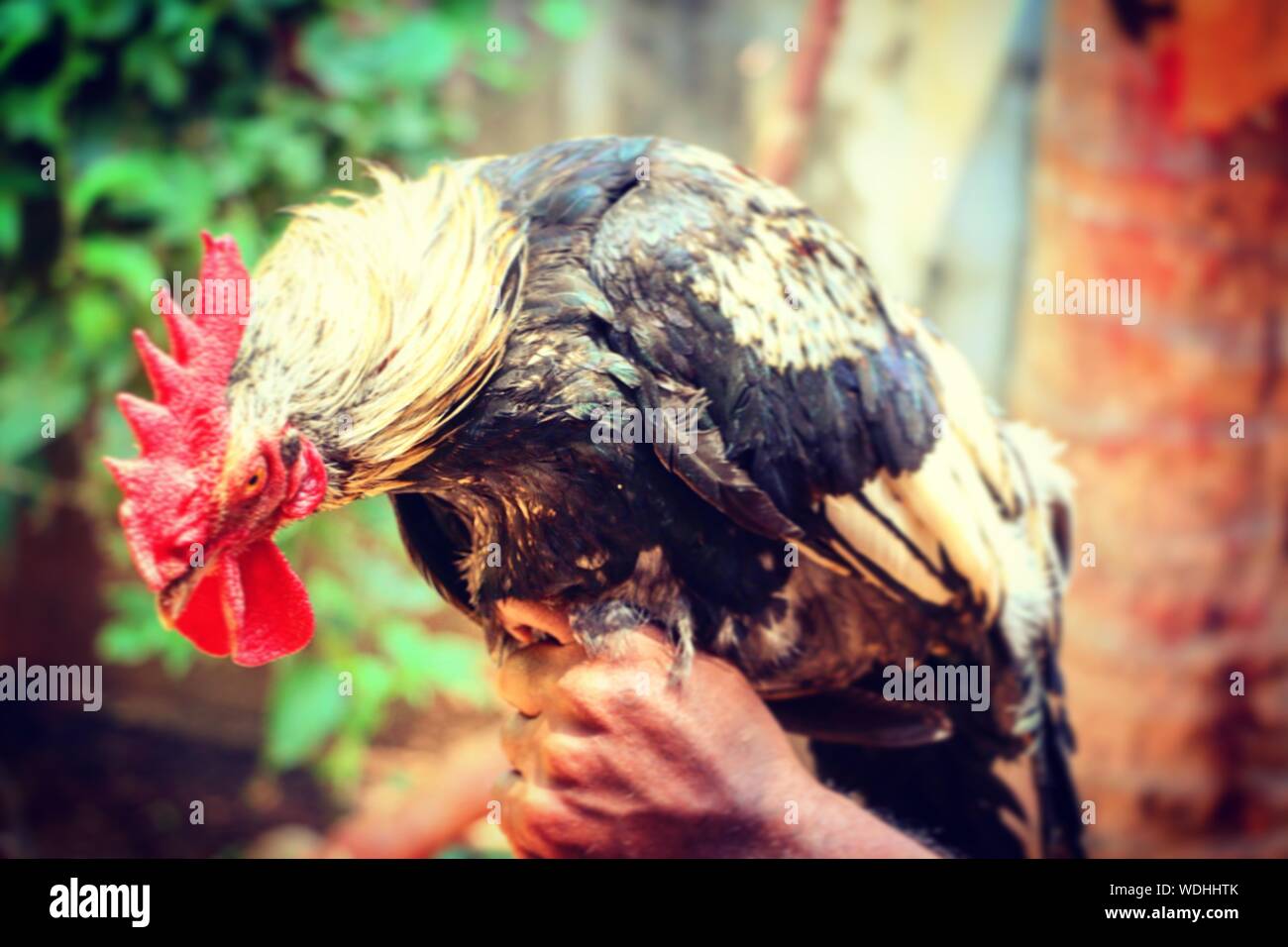 Person holding rooster hi-res stock photography and images - Alamy