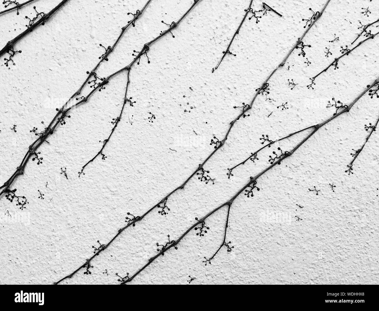 Dry vine on wall hi-res stock photography and images - Alamy