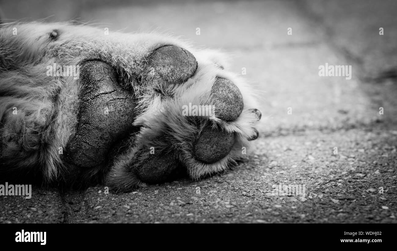 Animal lying down hi-res stock photography and images - Alamy
