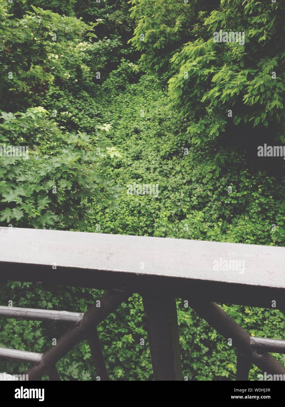Lush Foliage Behind Railing Stock Photo - Alamy