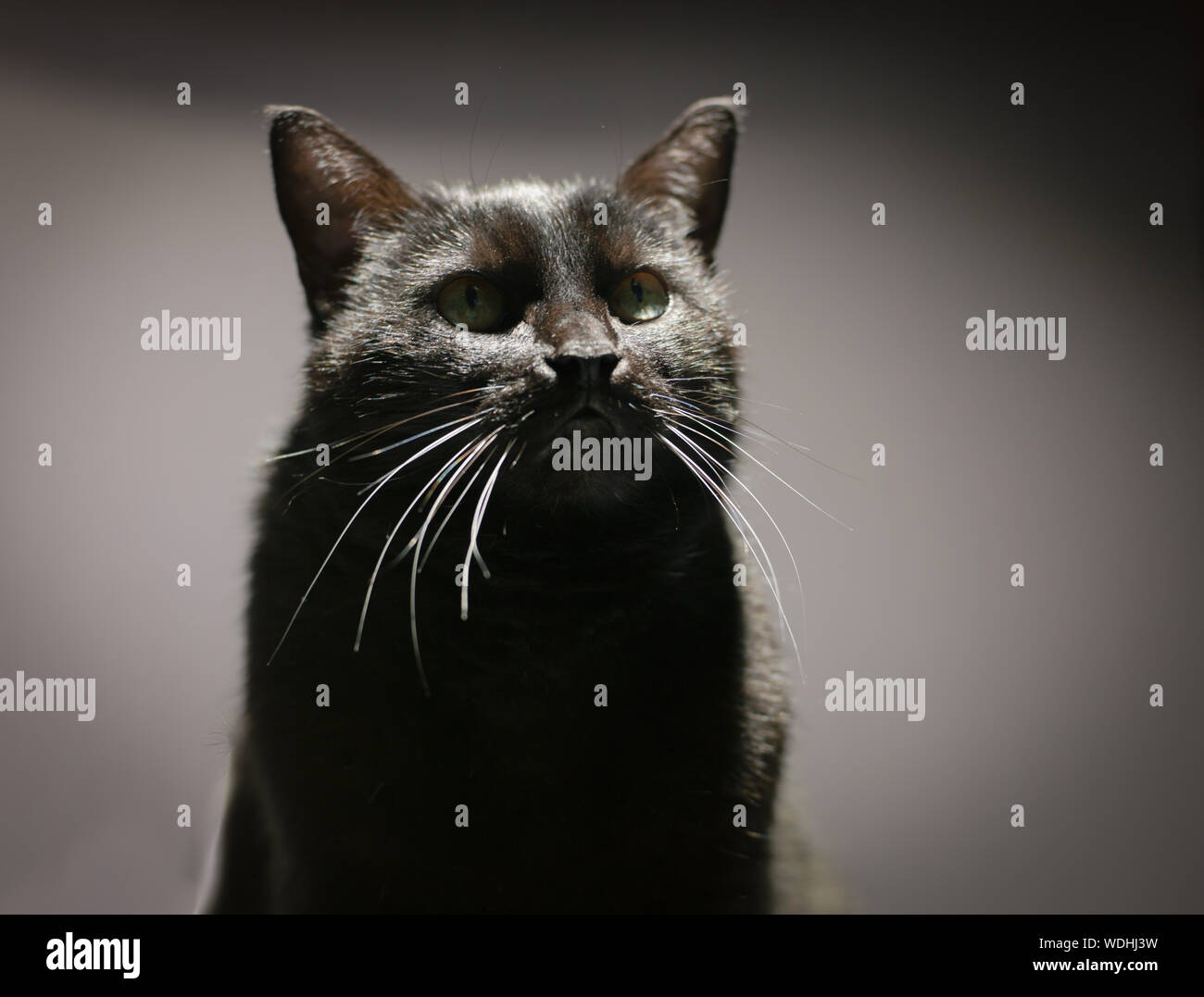 Stupid cat hi-res stock photography and images - Alamy