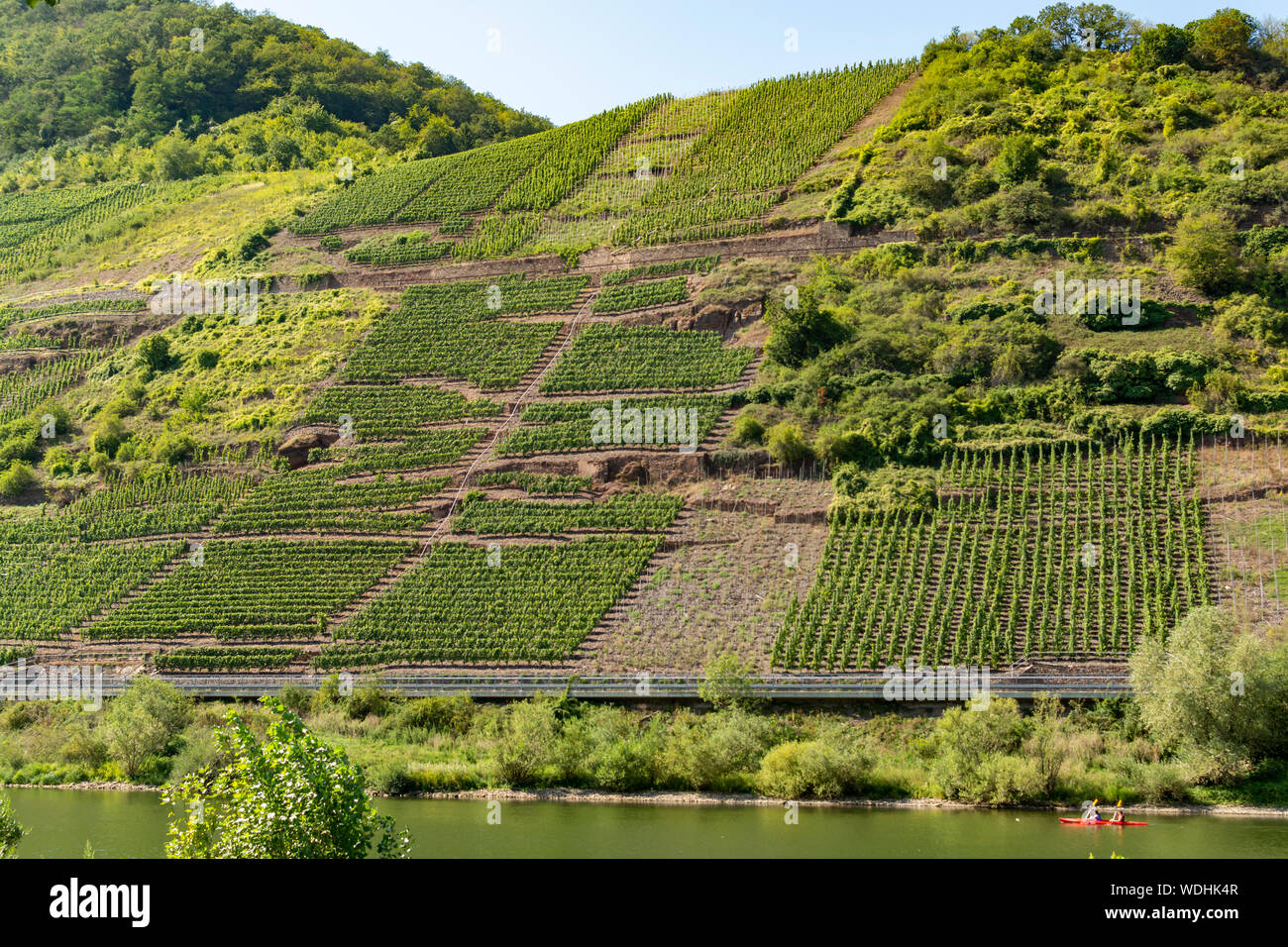 Landscape with famous green terraced vineyards in Mosel river valley ...