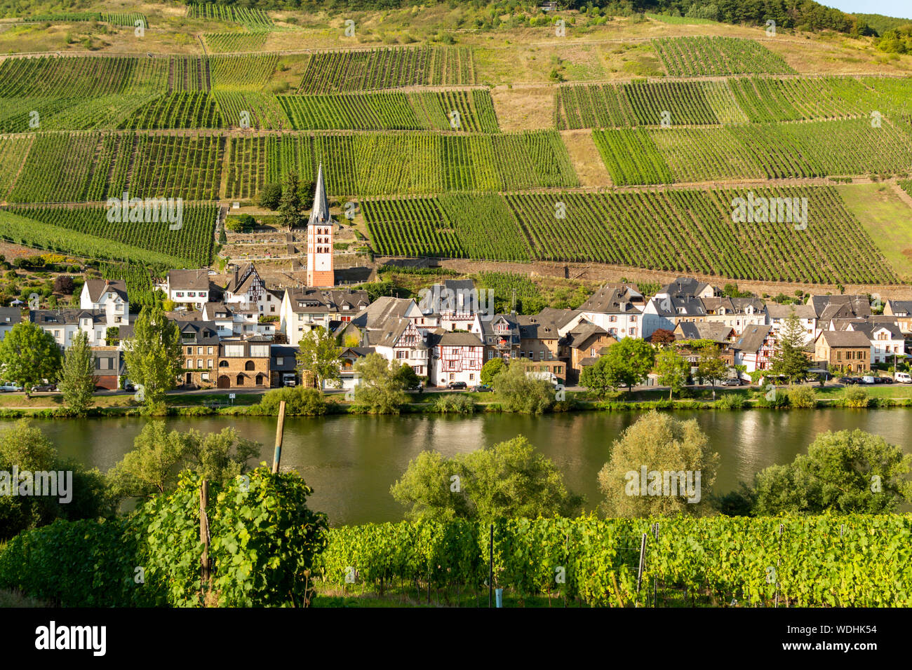 Landscape with famous green terraced vineyards in Mosel river valley ...