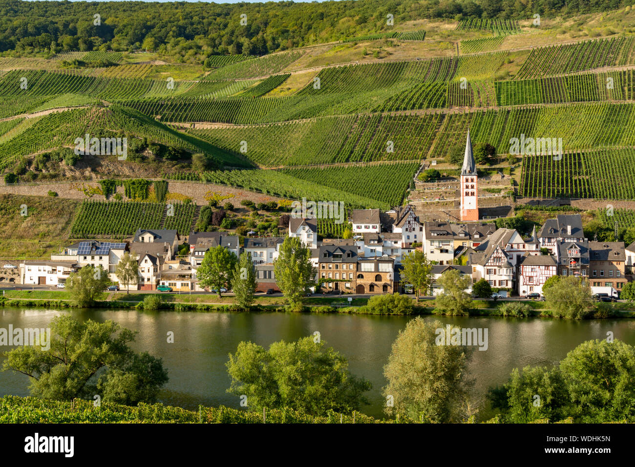 Landscape with famous green terraced vineyards in Mosel river valley ...