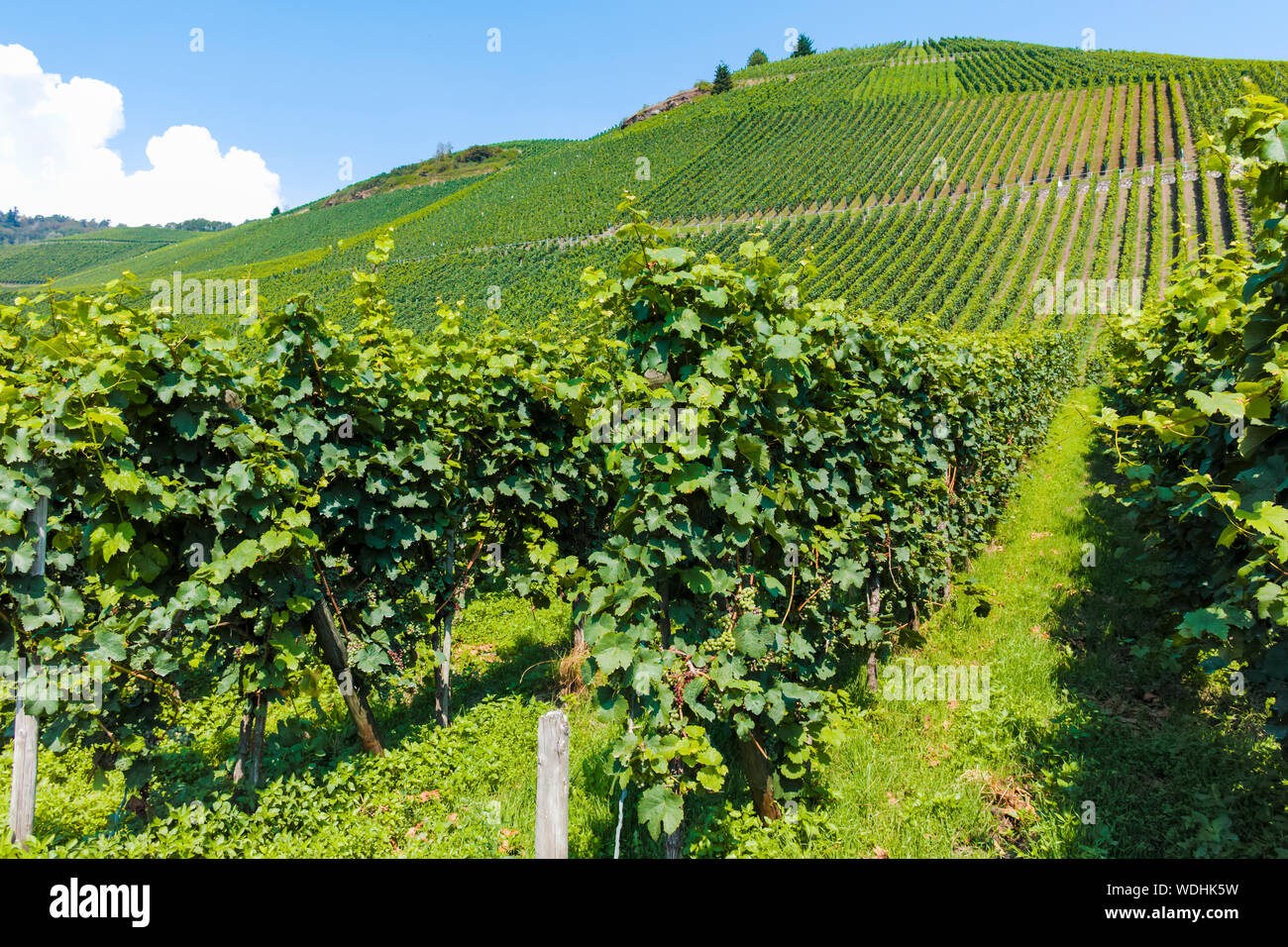 Landscape with famous green terraced vineyards in Mosel river valley ...