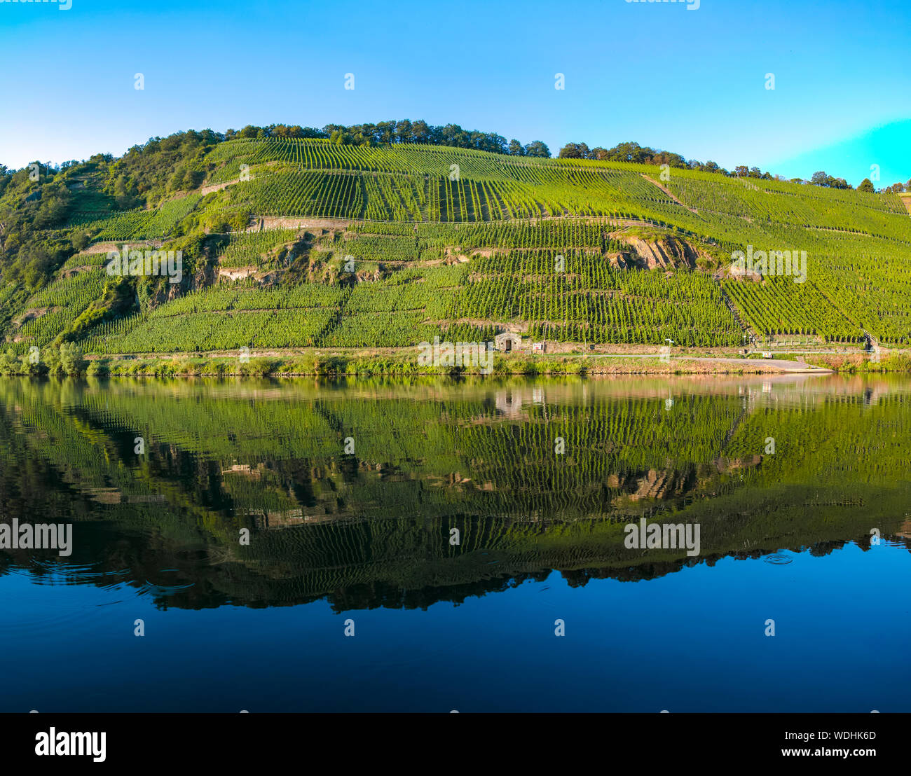 Landscape with famous green terraced vineyards in Mosel river valley ...