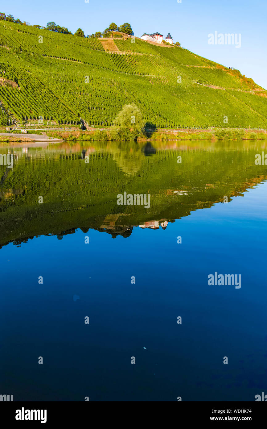 Landscape with famous green terraced vineyards in Mosel river valley ...