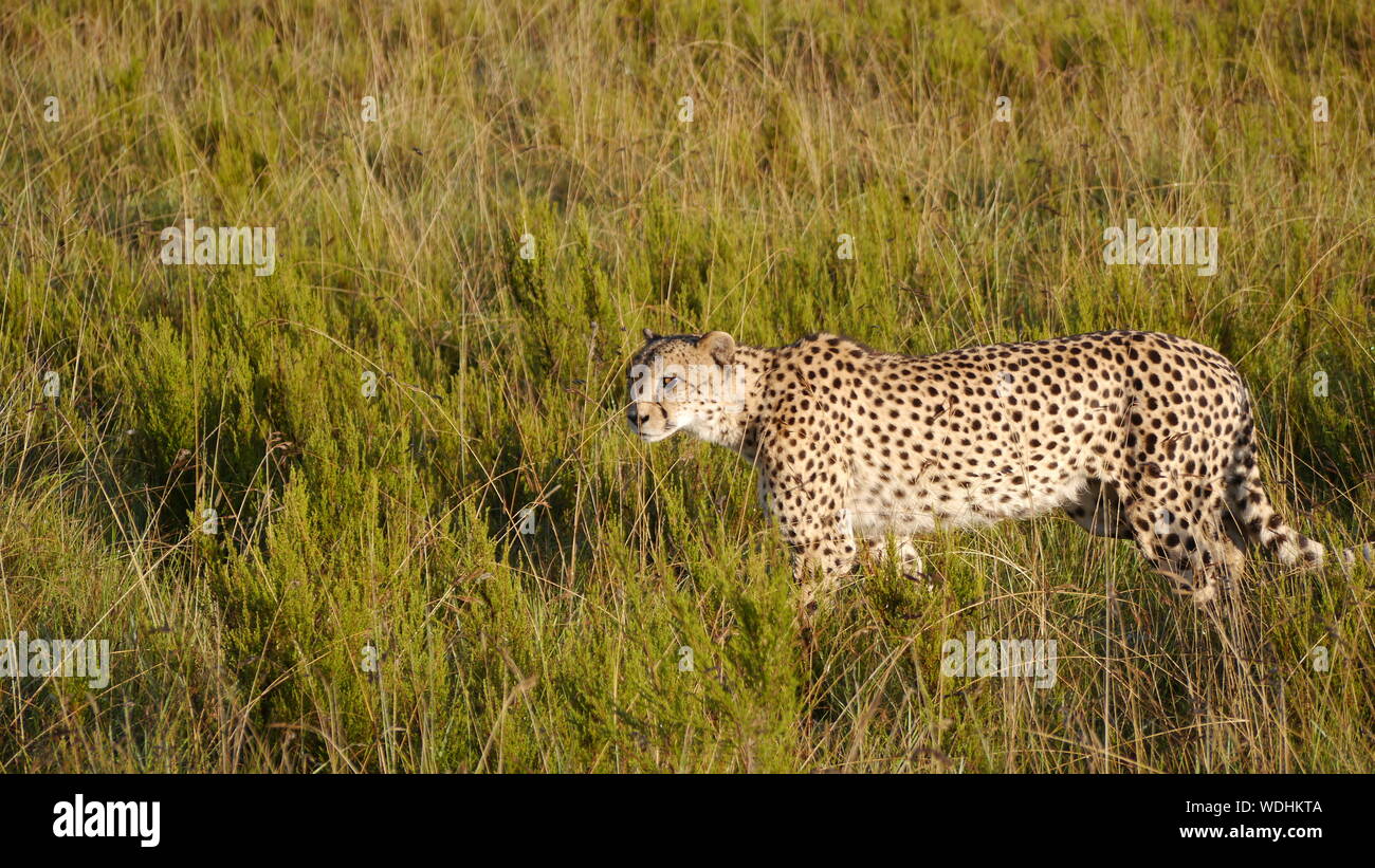Side view of a leopard hi-res stock photography and images - Alamy