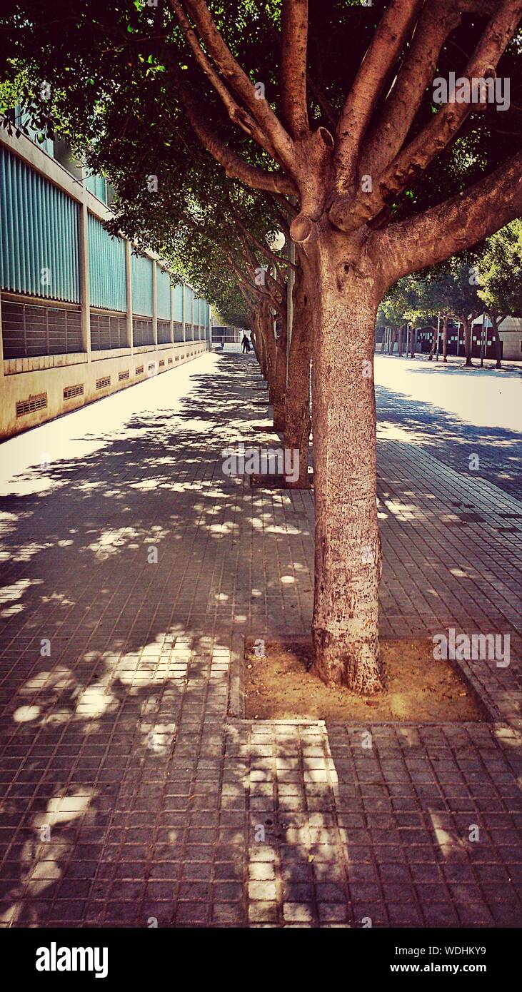 Pavement trees hi-res stock photography and images - Alamy