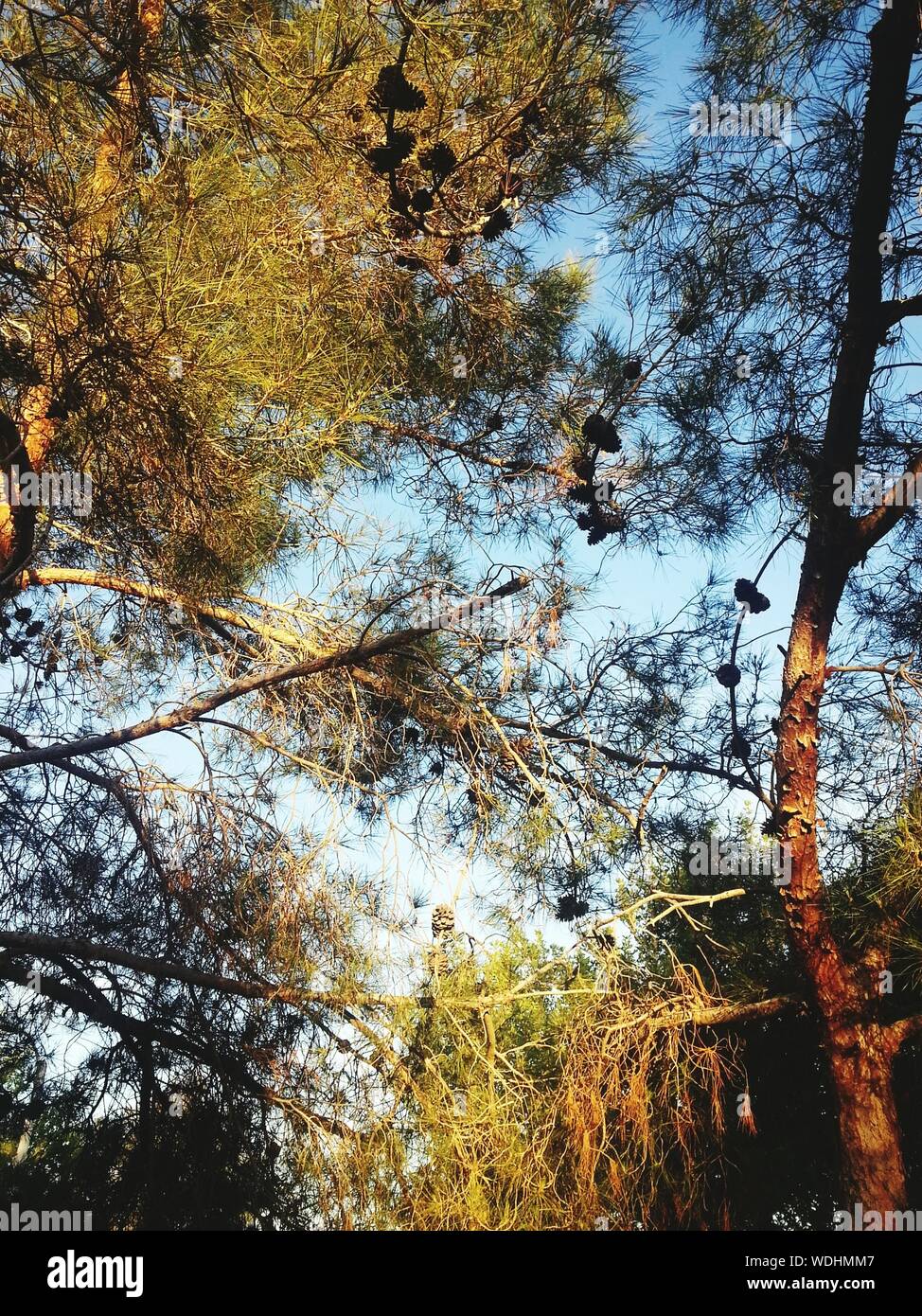 Low hanging tree branches hi-res stock photography and images - Alamy