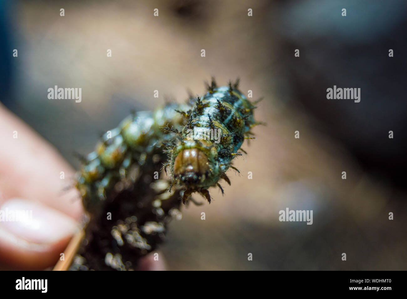 Human caterpillar hi-res stock photography and images - Alamy