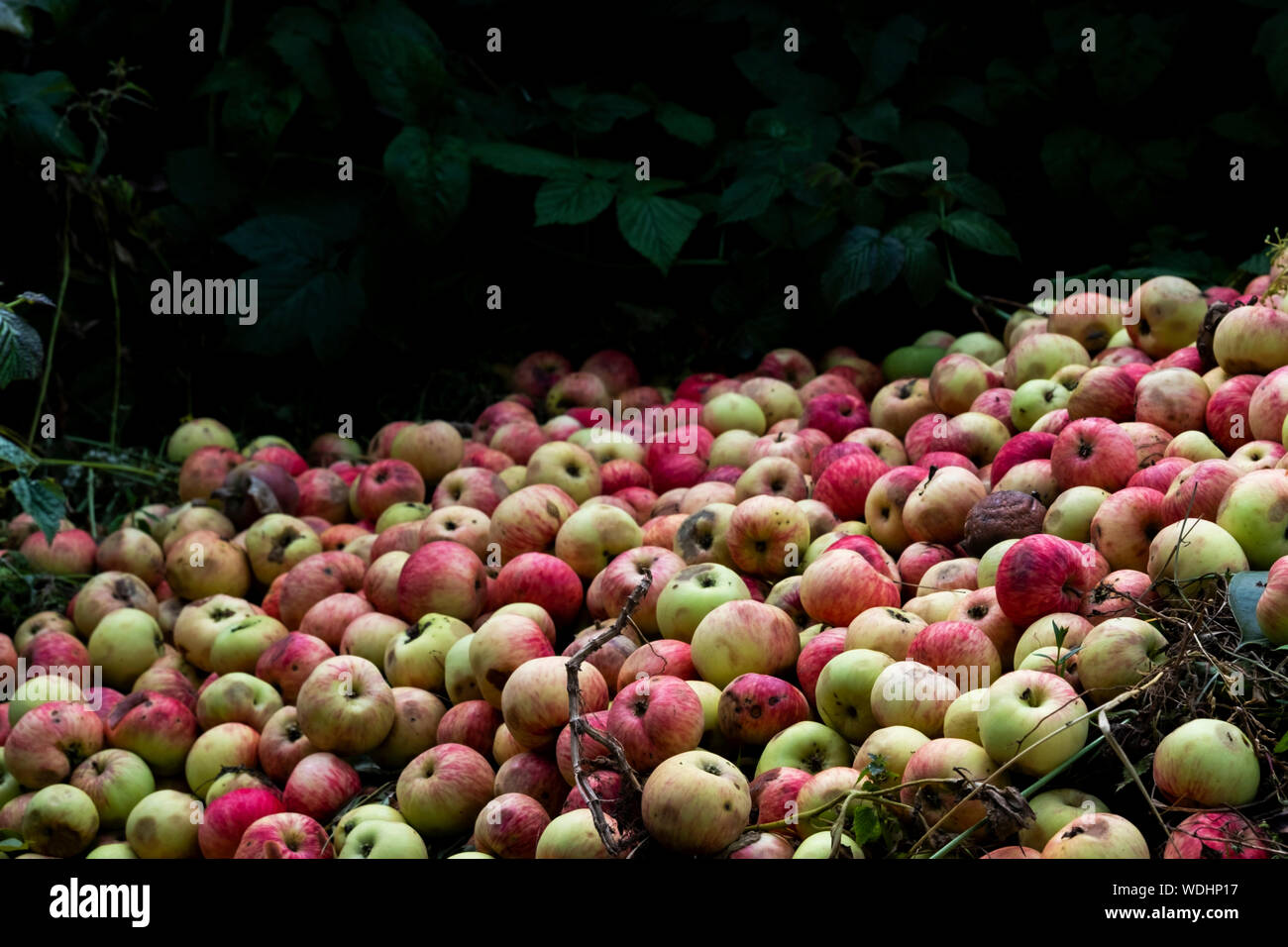 Apple Harvest Wallpaper