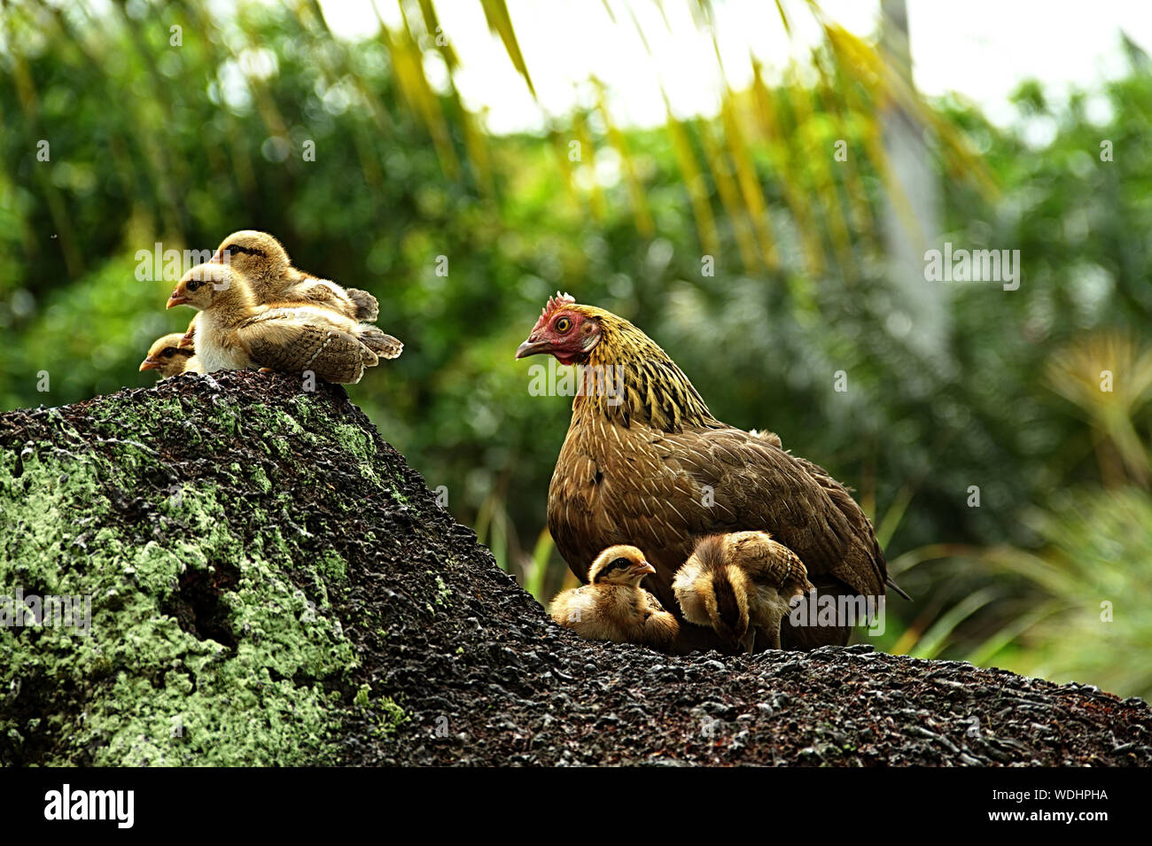 Hen chickens hi-res stock photography and images - Alamy