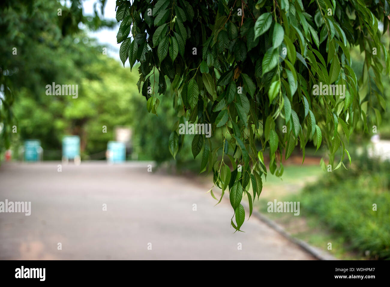 Empty Tree Branches High Resolution Stock Photography and Images - Alamy