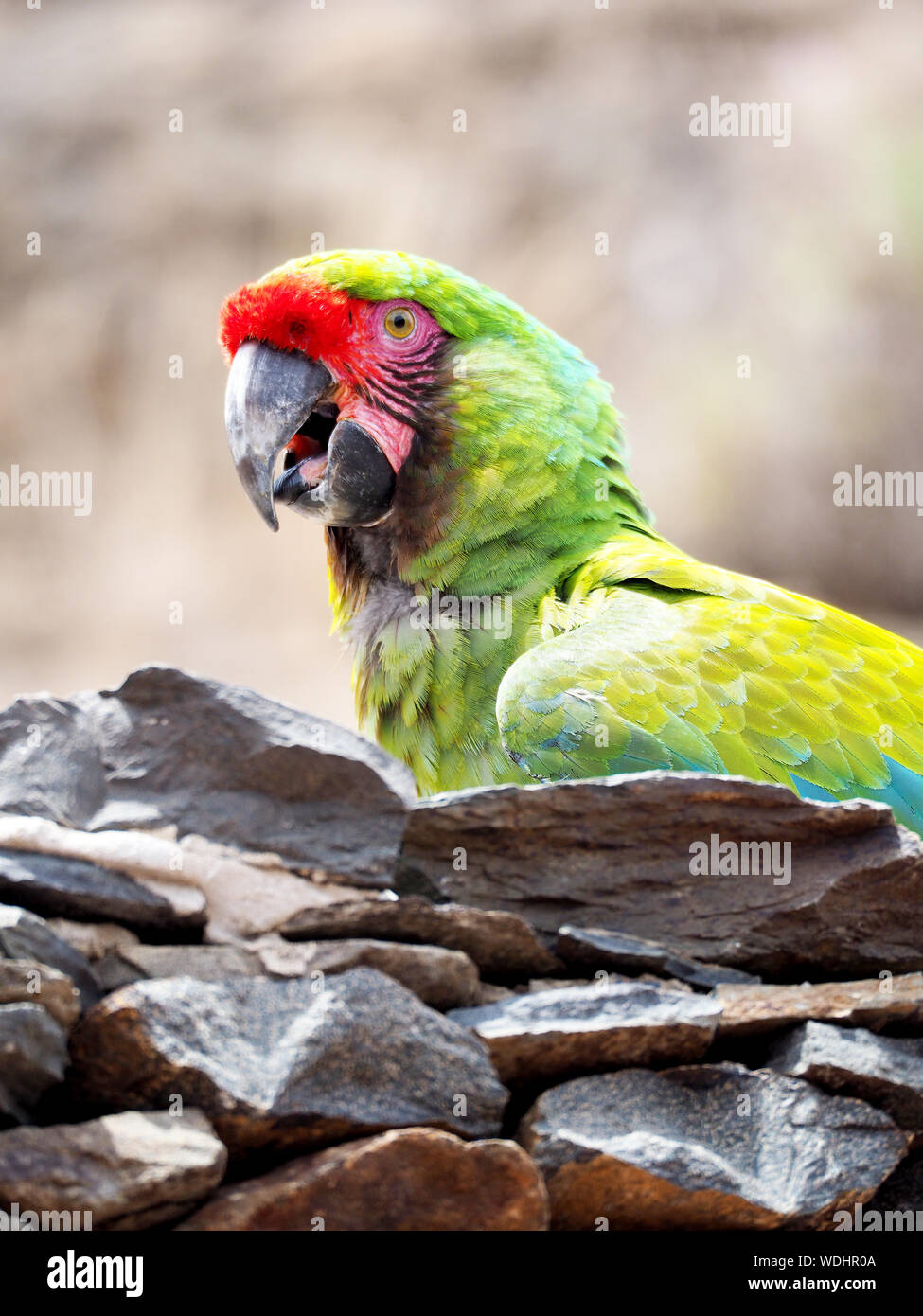 Rock parrot hi-res stock photography and images - Alamy