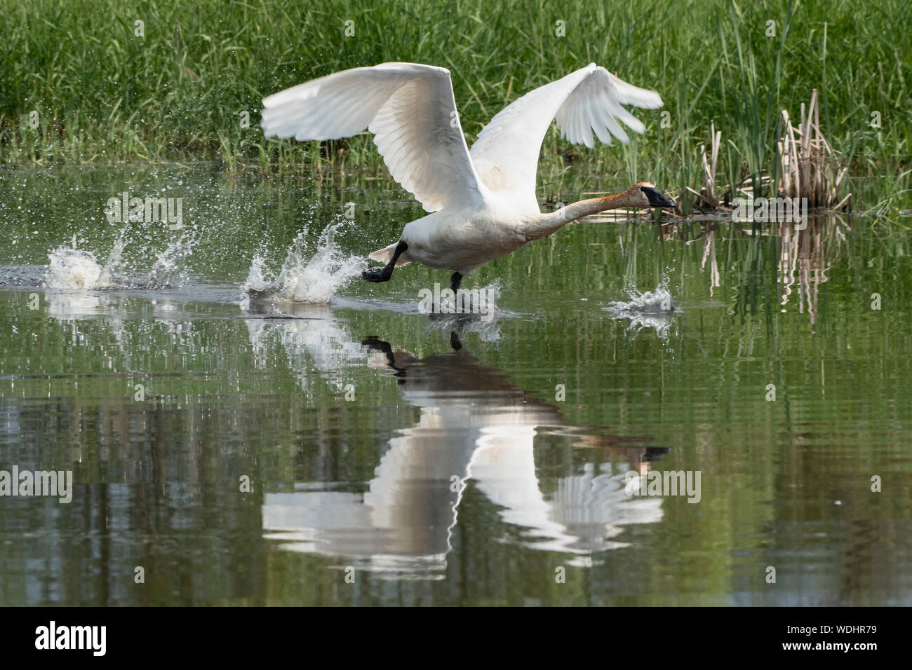 North America; United States; Alaska; Tanana Valley; Spring; Wildlife ...