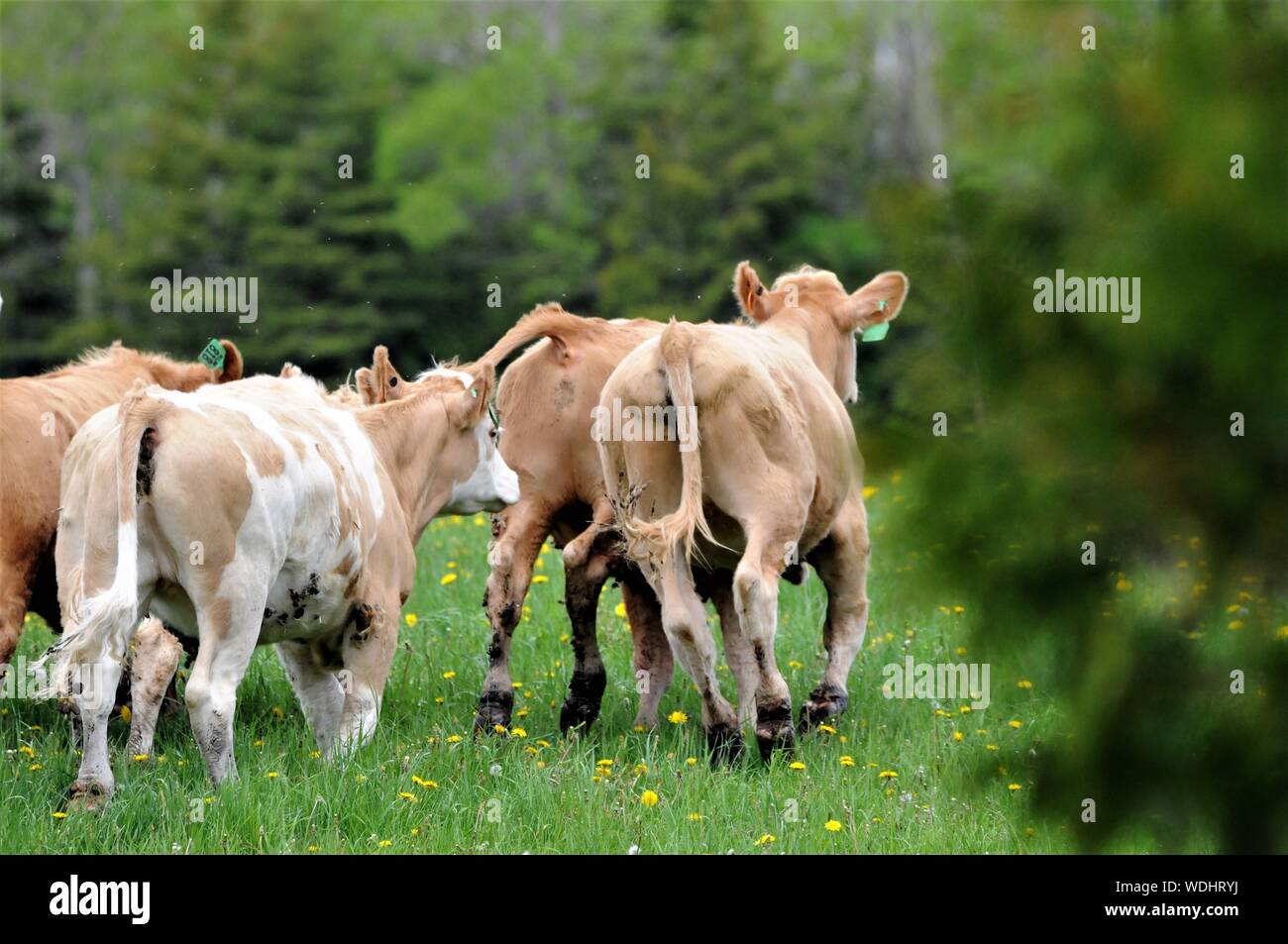Running cow calf hi-res stock photography and images - Alamy