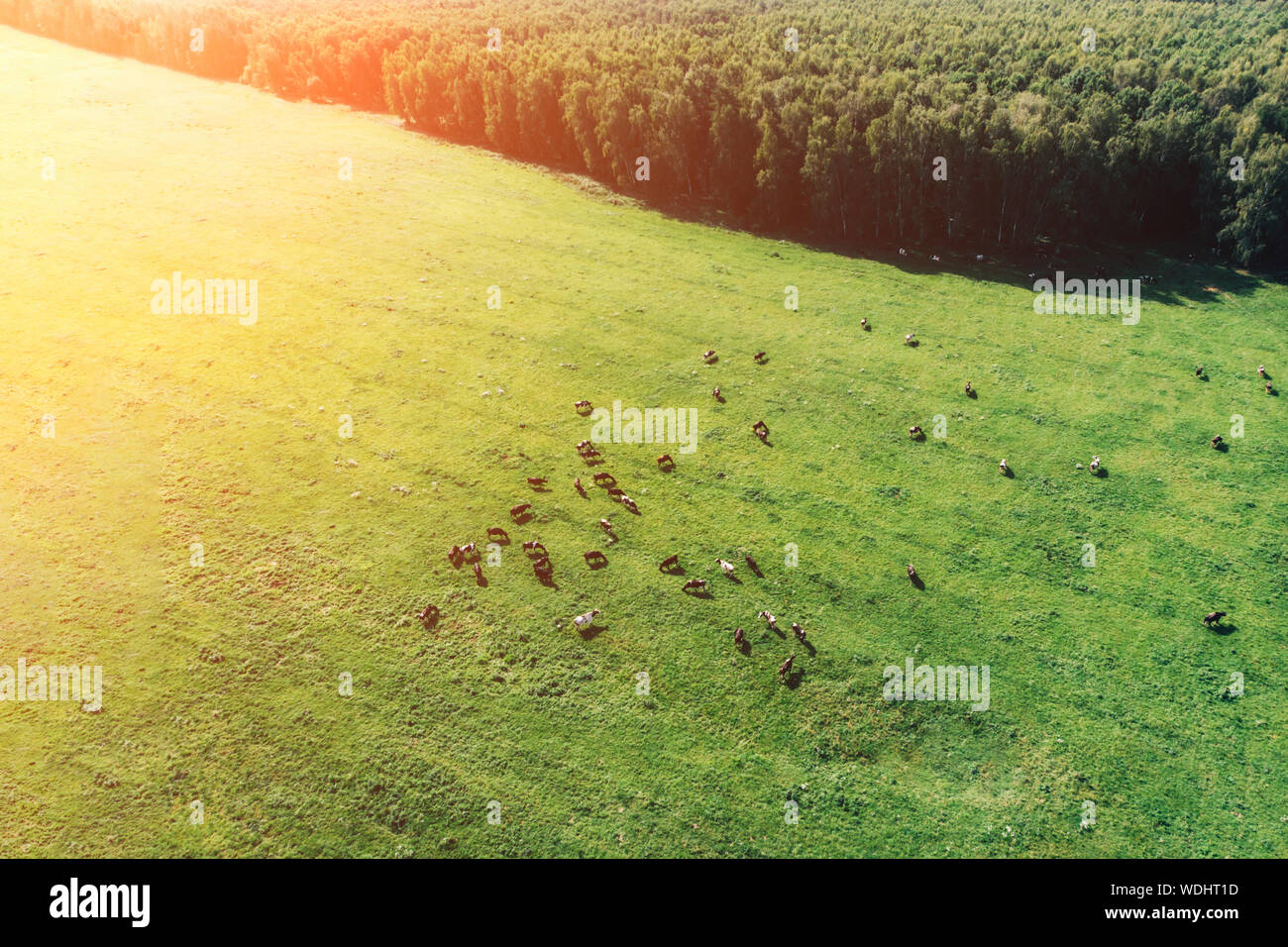 Herd of cows is in a beautiful green meadow. Forest is visible on the ...