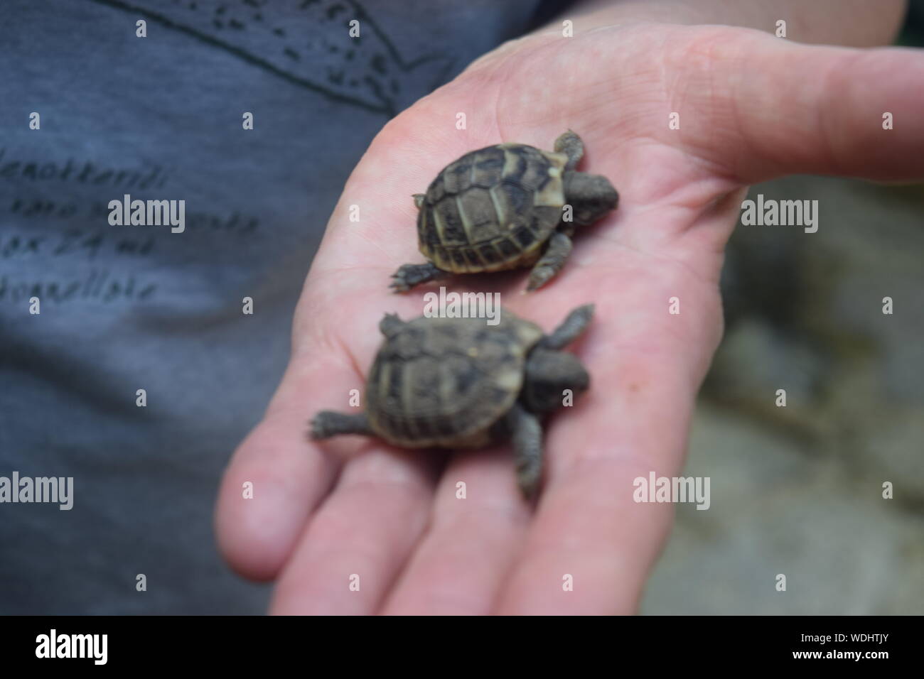 Holding turtles hi-res stock photography and images - Alamy